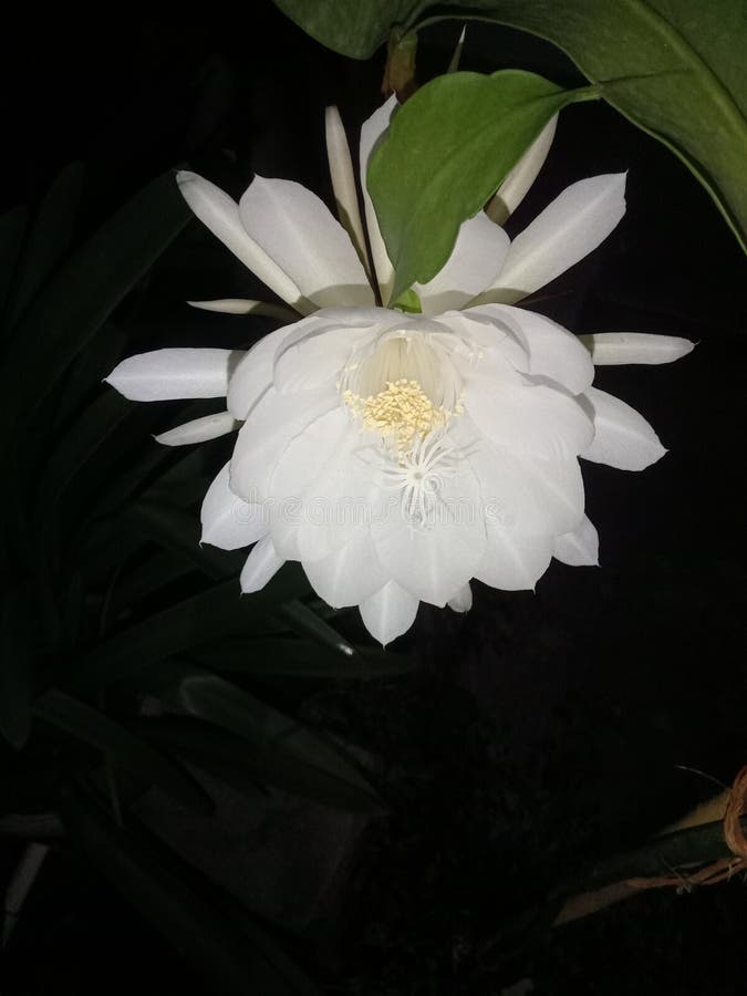 Rare Night Flower stock image. Image of night, monochrome - 339753873