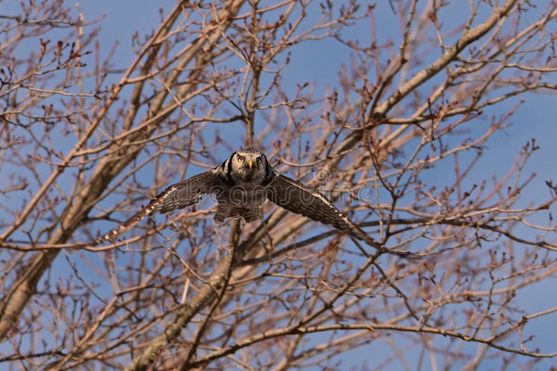 A Rare Northern Hawk Owl in Flight Stock Image - Image of pole, fresh ...