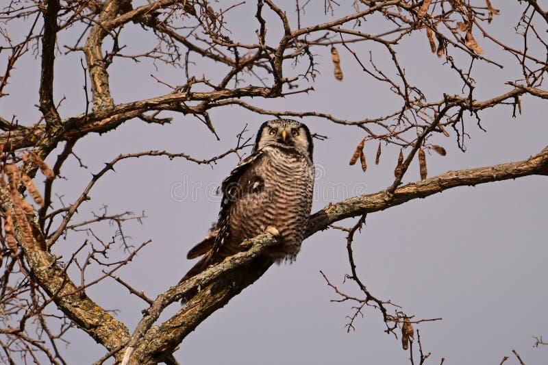 A Rare Northern Hawk Owl Sits Preched in a Tree Stock Image - Image of ...