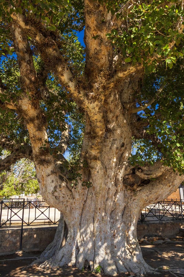 Rare Old Sycamore Tree in Ayia Napa with Fruit on Tree Branch Stock ...