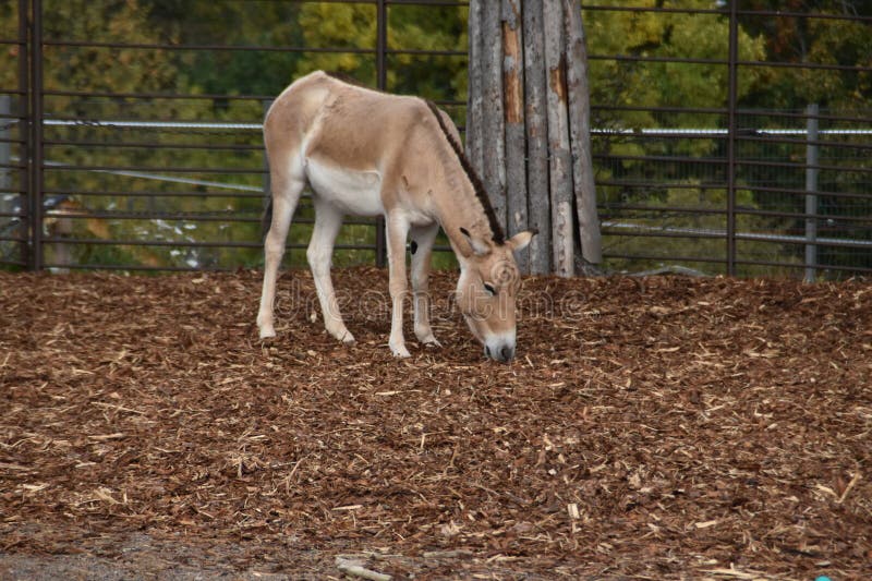 A Rare Onager stock photo. Image of nordic, outdoor - 340511516