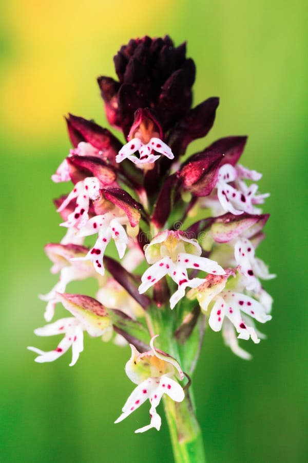 Rare Orchid stock photo. Image of floral, bavaria, flora - 47828540