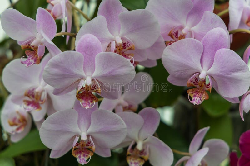 Rare Orchid Flowers. Colorful Orchid Flowers Stock Photo - Image of ...