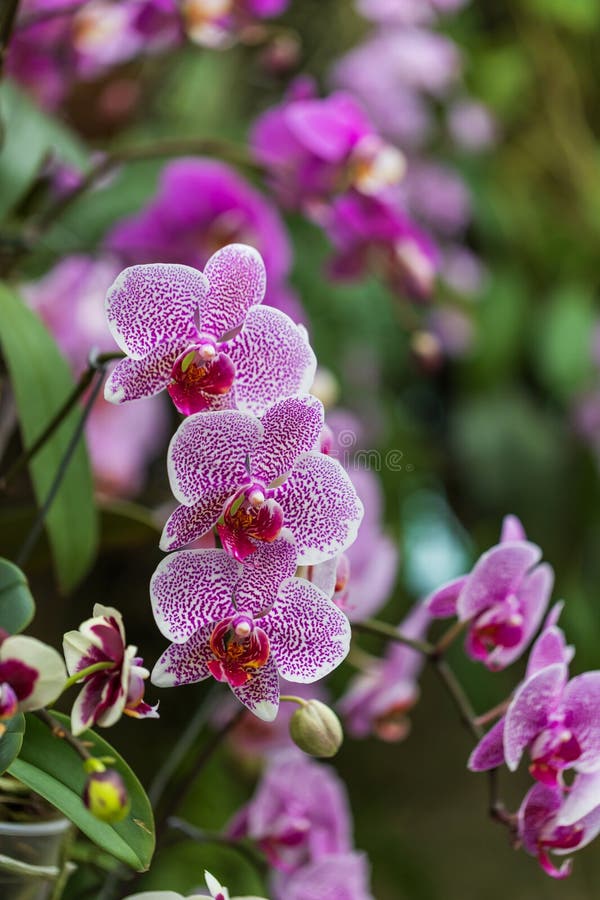 Rare Orchid Flowers. Colorful Orchid Flowers Stock Image - Image of ...