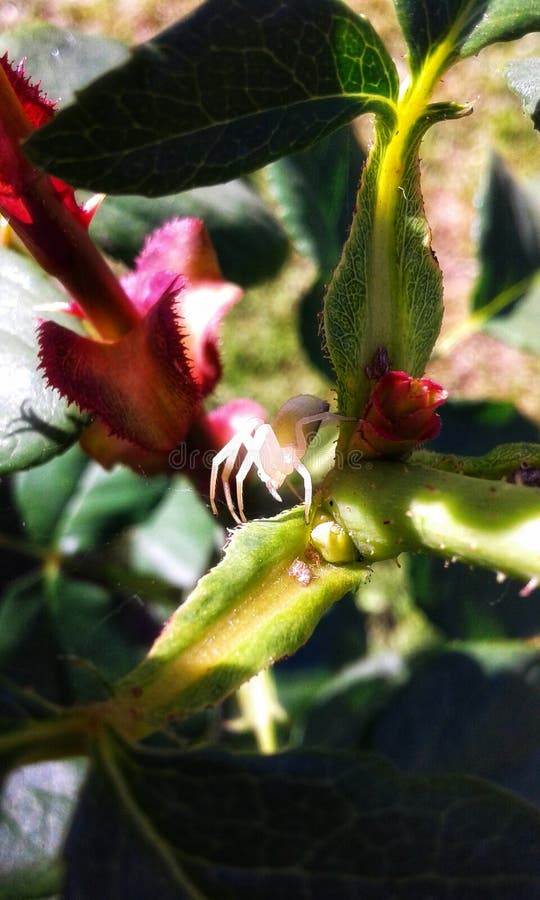 Spider and flower ... stock photo. Image of flower, rare - 126462582