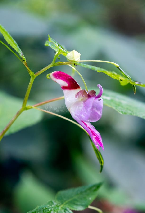 Parrot flower, rare flower stock photo. Image of color - 52614142