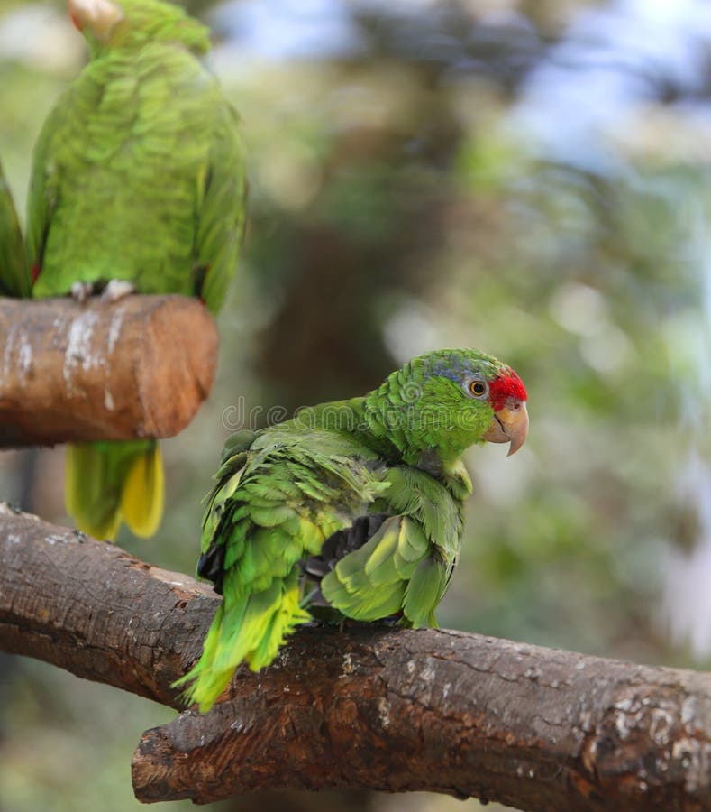 Rare Parrot Scaly-breasted Lorikeet with Feathers All Colored Gr Stock ...