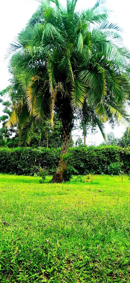 A Rare Picture of Palm Tree Often Loved by Basket Makers. Stock Image ...