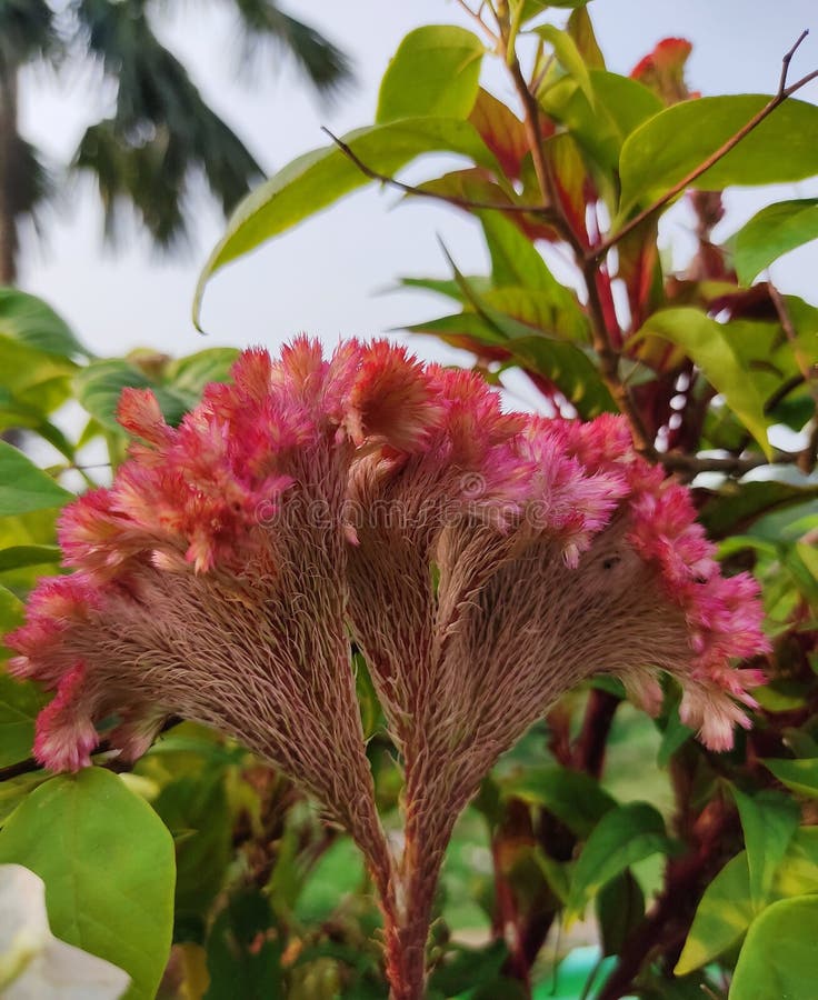 Rare pink color flower stock image. Image of plant, pink - 223425215
