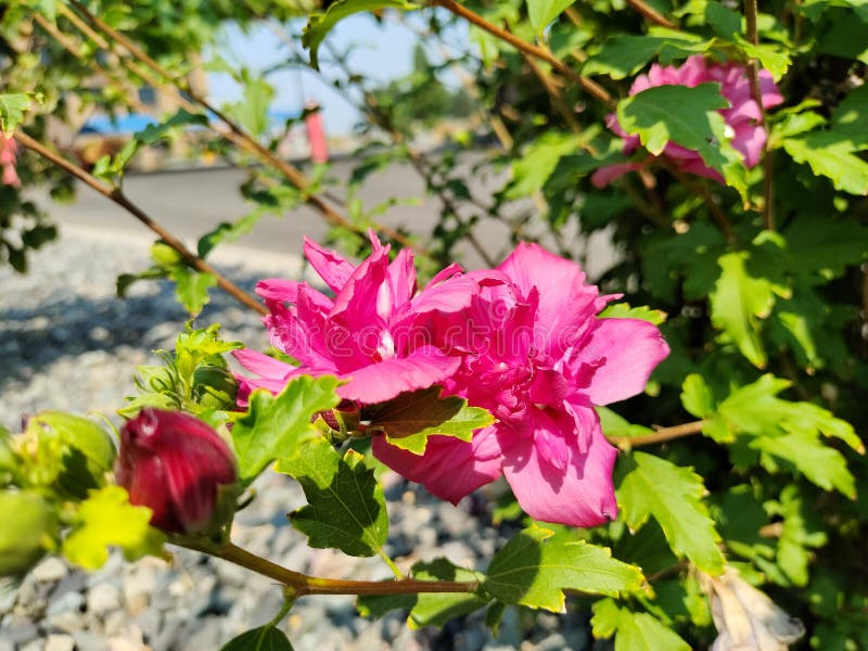 Rare pink color flower stock image. Image of plant, pink - 223425215