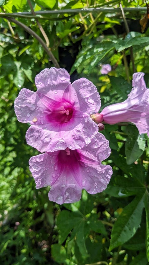 Rare Pink Flowers in the World Stock Photo - Image of local, medicinal ...