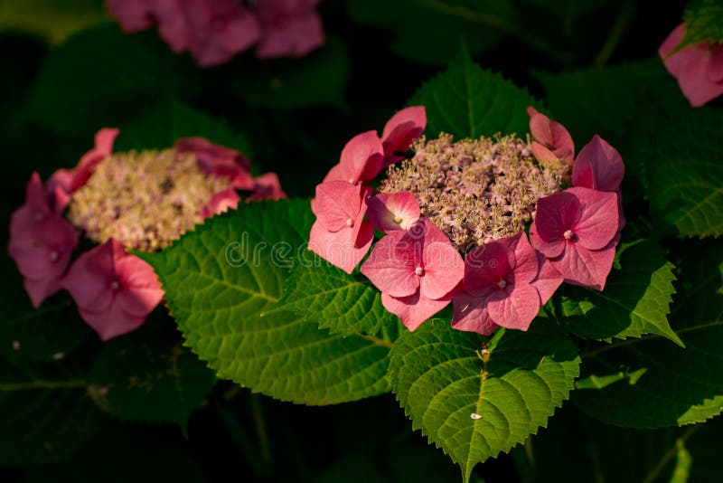Rare,pink Hydrangea Flowers,close-up Stock Photo - Image of outdoors ...