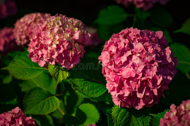 Rare,pink Hydrangea Flowers,close-up Stock Photo - Image of flower ...