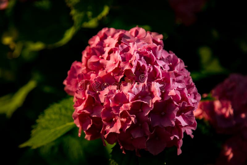 Rare,pink Hydrangea Flowers,close-up Stock Image - Image of flowers ...