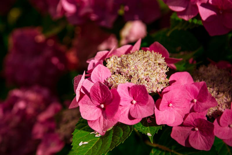 Rare,pink Hydrangea Flowers,close-up Stock Photo - Image of floristry ...