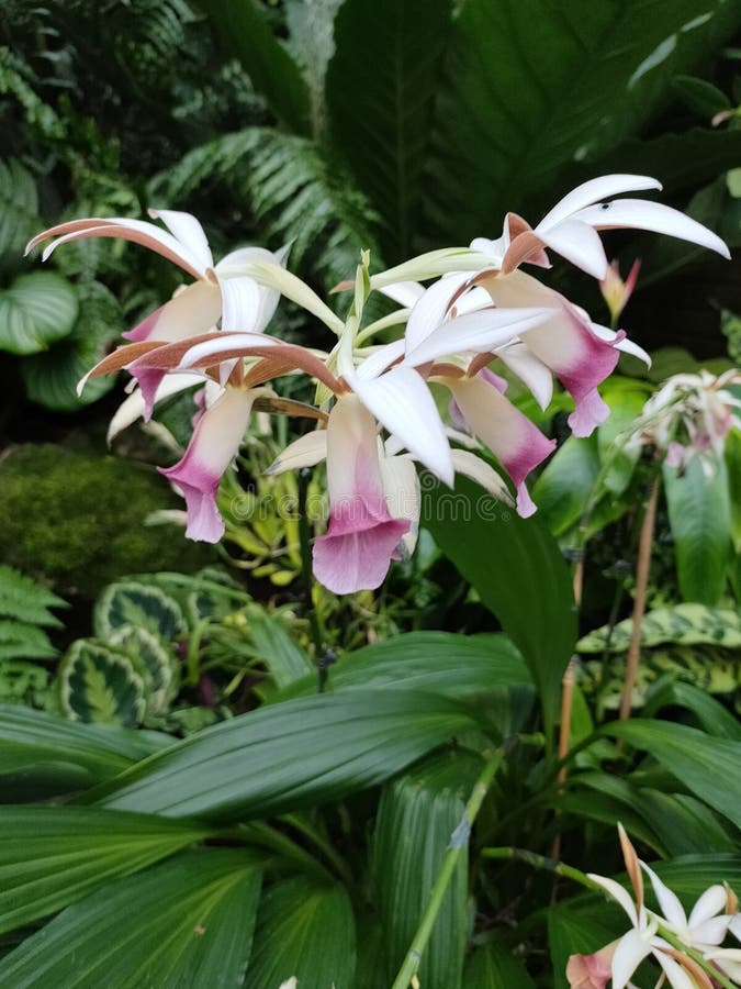 Rare pink orchid stock image. Image of tree, wildflower - 241680847