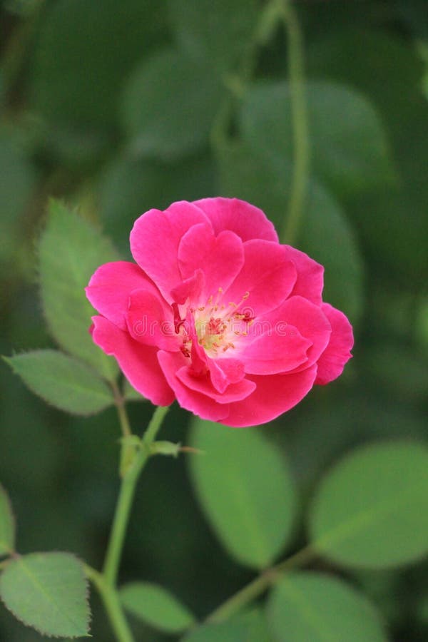 Rare Pink Rose for you stock image. Image of attractive - 389249577