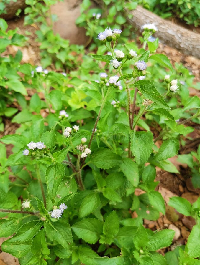 Rare Plant with Beautiful Flower Shape Stock Image - Image of shape ...