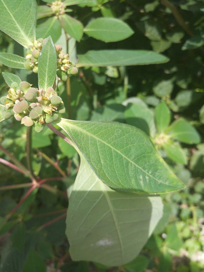 Rare plant stock photo. Image of garden, forest, blossom - 189638362