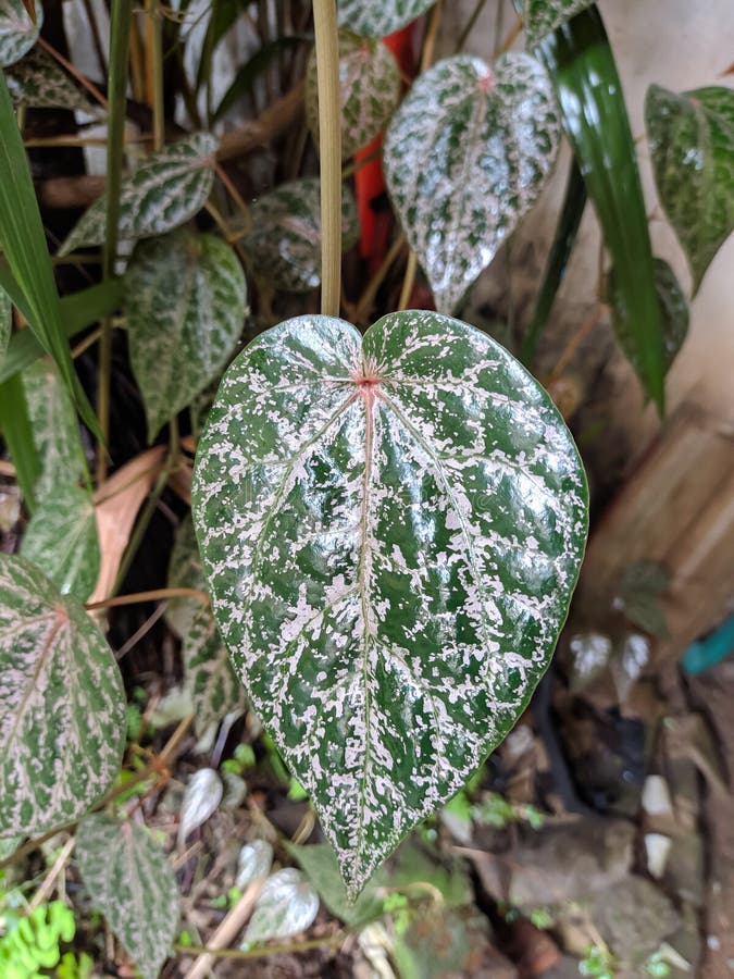 Rare Plant Species of Red Betel Tree Stock Photo - Image of home, betel ...