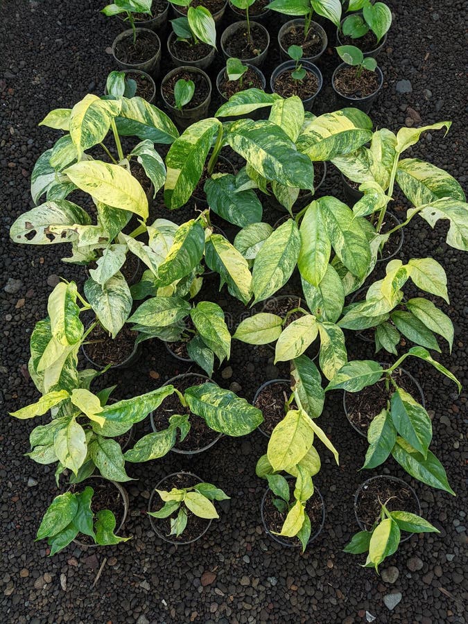 Beccary Stock Photos - Free & Royalty-Free Stock Photos from Dreamstime