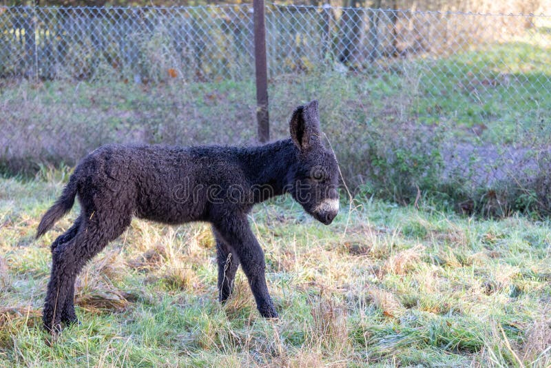 Rare Poitou donkey foal stock photo. Image of graze - 166222598