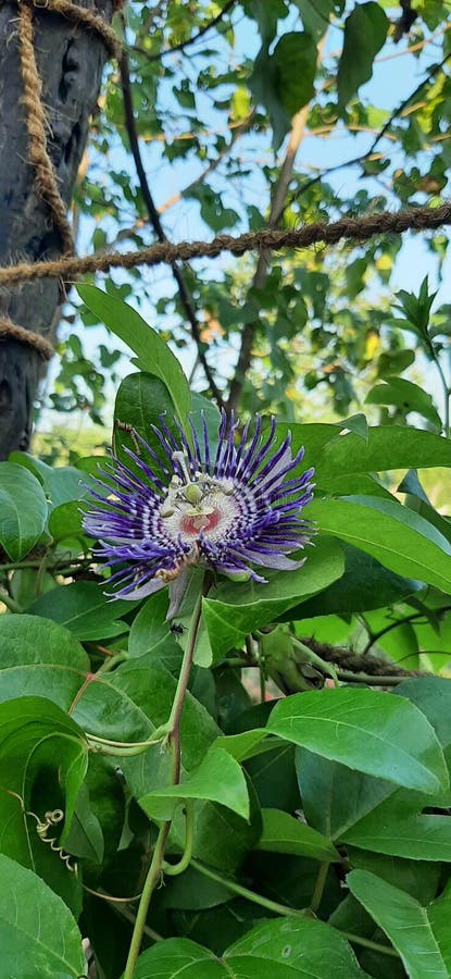 A Rare Purple Flower in Jungle Stock Image - Image of food, garden ...