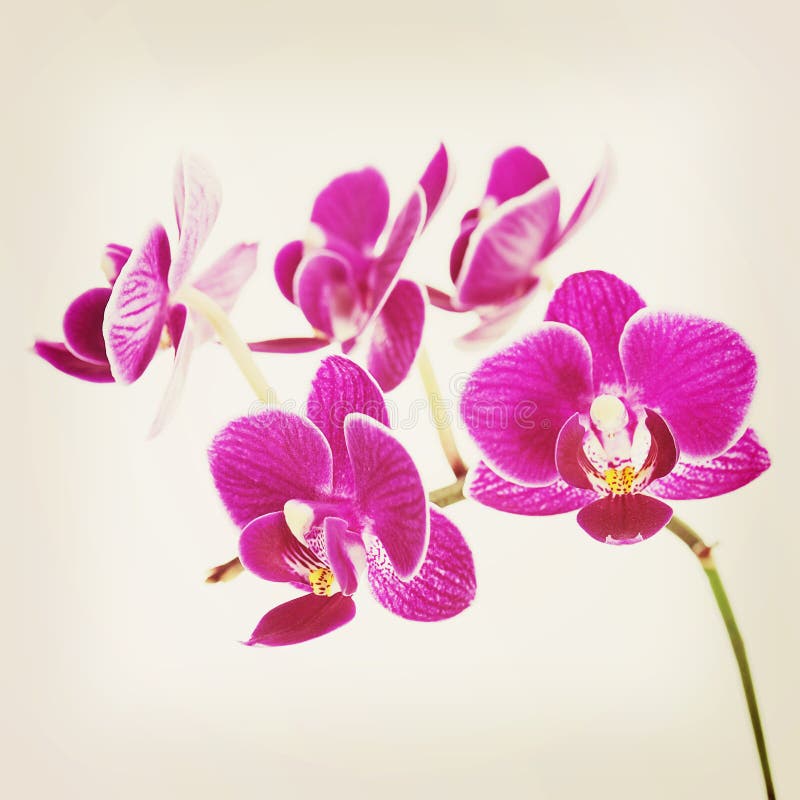 Rare Purple Orchid with Retro Filter Effect. Stock Image - Image of ...