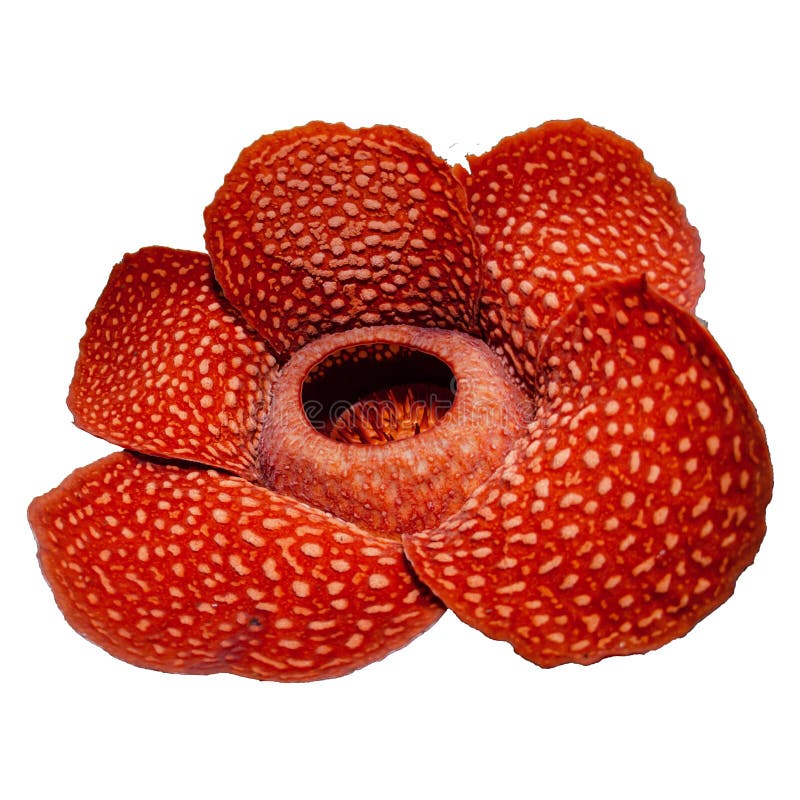Rare Rafflesia Flower with Black Solid Background Stock Photo - Image ...