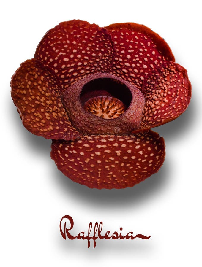 Rare Rafflesia Flower with Black Solid Background Stock Image - Image ...