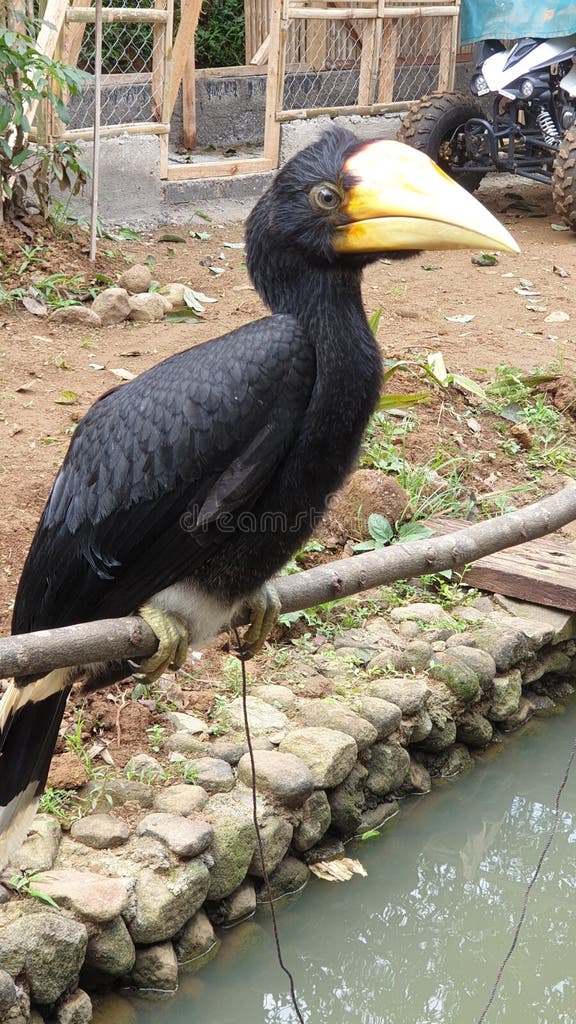 Rare Rangkong Bird stock photo. Image of beak, duck - 227255960