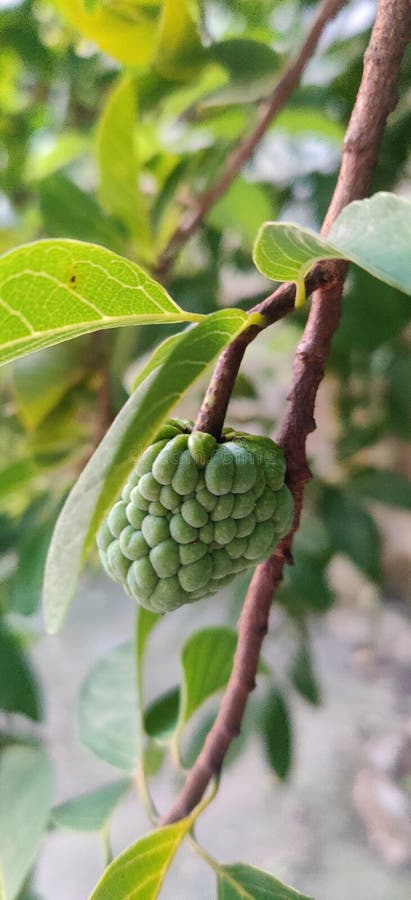 Rare but real stock photo. Image of tree, insect, real - 259274886