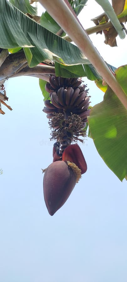 Rare red banana on tree stock image. Image of flower - 245951237