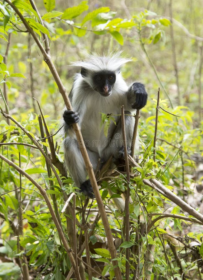 Rare Red Colobus Monkey stock photo. Image of colobus - 26459822