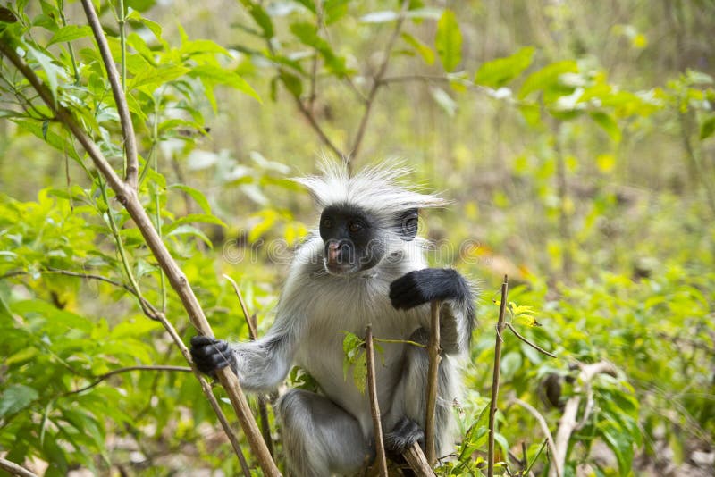 Rare Red Colobus Monkey stock image. Image of tropical - 26459911 Rare Red Colobus Monkey stock image. Image of tropical - 26459911