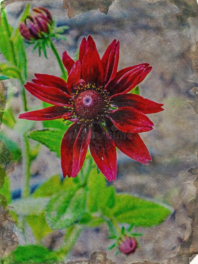 Rare Red Flower in Bloom Rustic Stock Photo - Image of ethnicity ...