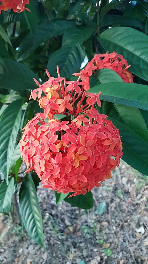 Rare Red Flower stock image. Image of northeastern, flower - 103392845