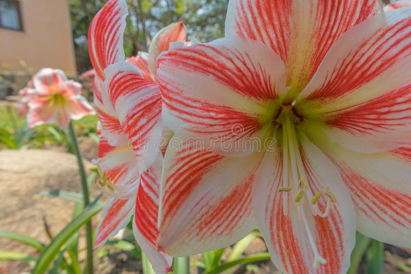 Rare, Red Flower with White Strips. Stock Image - Image of design ...
