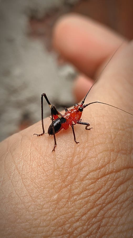 A Rare Red Mini Grasshopper Stock Image - Image of rare, grasshopper ...