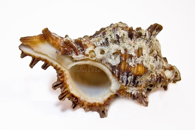 Rare Red Sea Seashell stock photo. Image of conch, structure - 12241644
