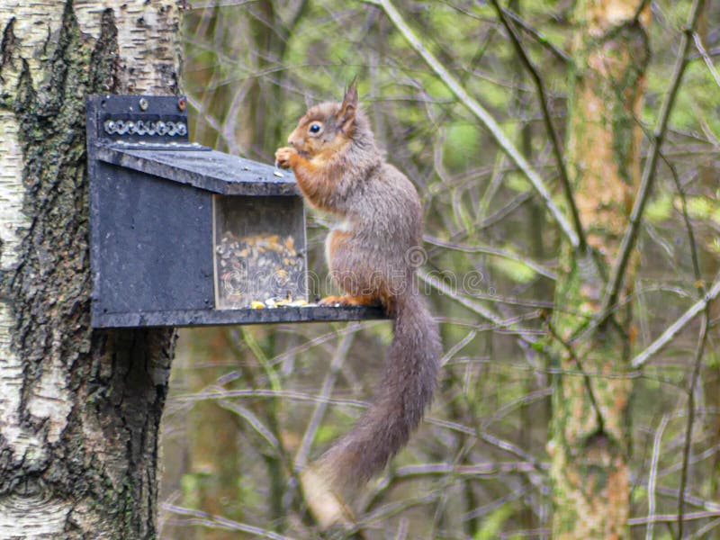 A rare red squirrel stock photo. Image of bird, forest - 277856286