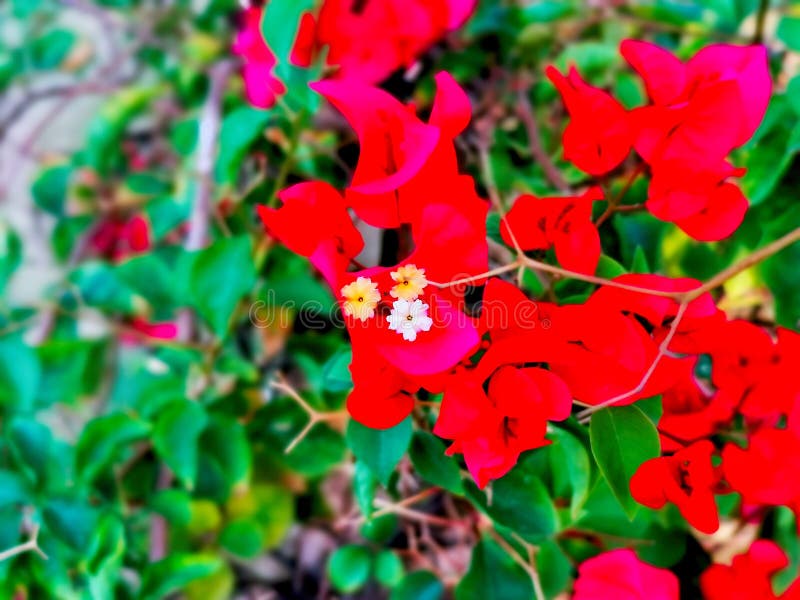 Rare red Thai flowers stock image. Image of shoot, redhot - 174167863