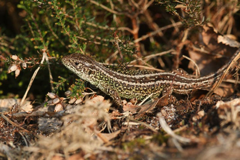Rare Sand Lizard England Stock Photos - Free & Royalty-Free Stock ...