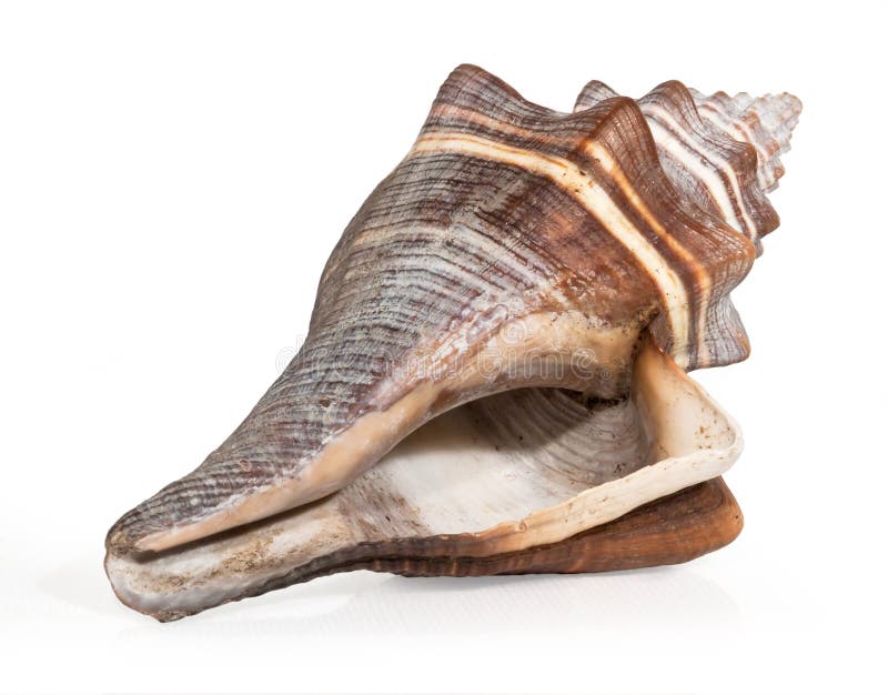 Radial Sea Shell Isolated stock image. Image of radial - 14164683
