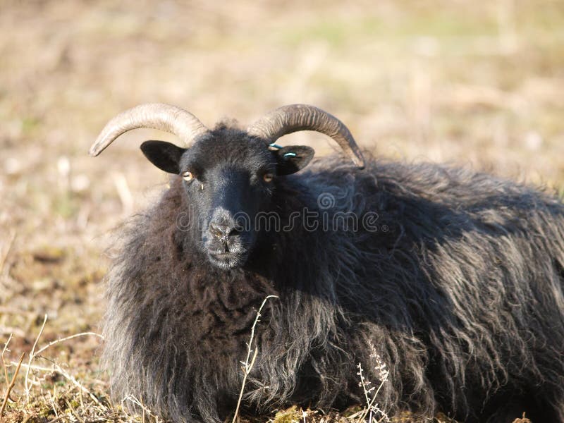 Rare Sheep stock image. Image of farm, grazing, black - 29607705