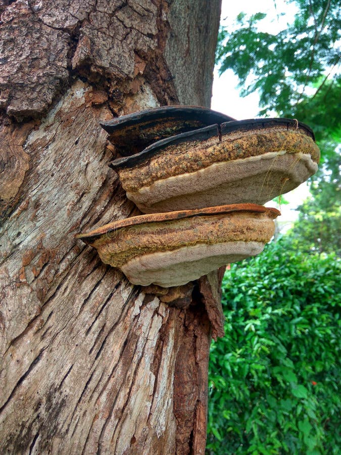 Rare Shot Side Ways Tree Multiple Shades Stock Image - Image of shot ...