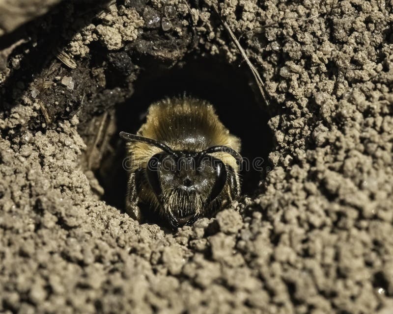 A Rare Sighting of a Colletes Cellophane Polyester Bee Digging Out of ...