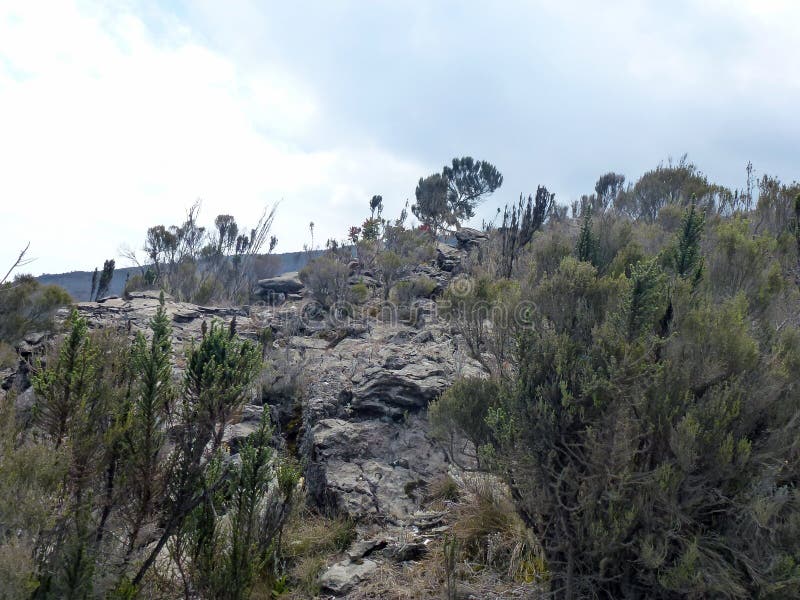Rare Small Trees that Grow on Rocks in the Desert. Desert Arid ...