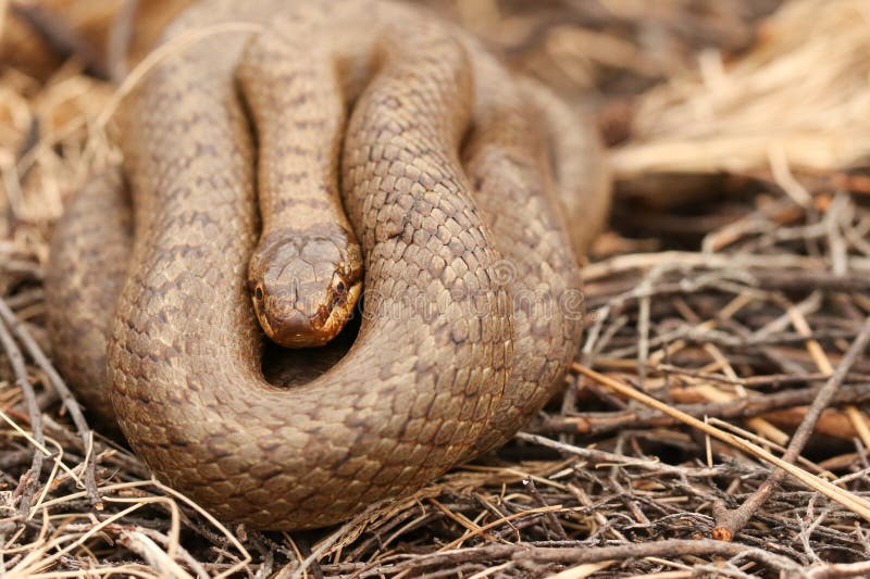 Coiled Snake stock image. Image of reptile, coil, coiled - 199633