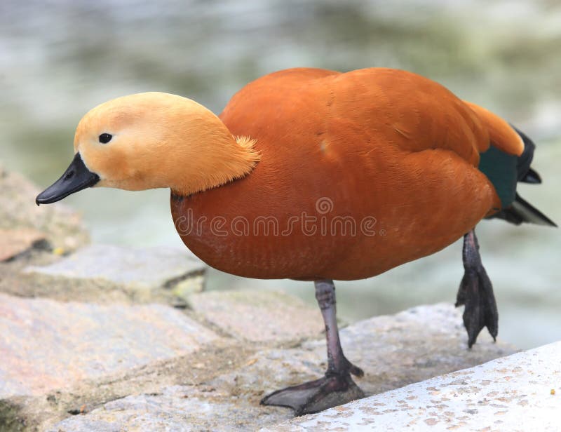 Rare species of duck stock photo. Image of species, ginger - 4916788